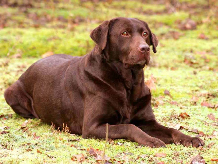 Labrador Training Techniques labrador-training-techniques