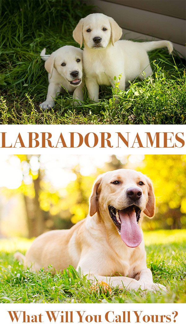 Labrador Names Hundreds Of Great Ideas To Help You Name Your Dog The