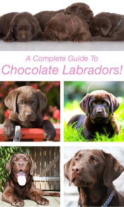 Chocolate Lab - Your Guide To The Chocolate Labrador Retriever