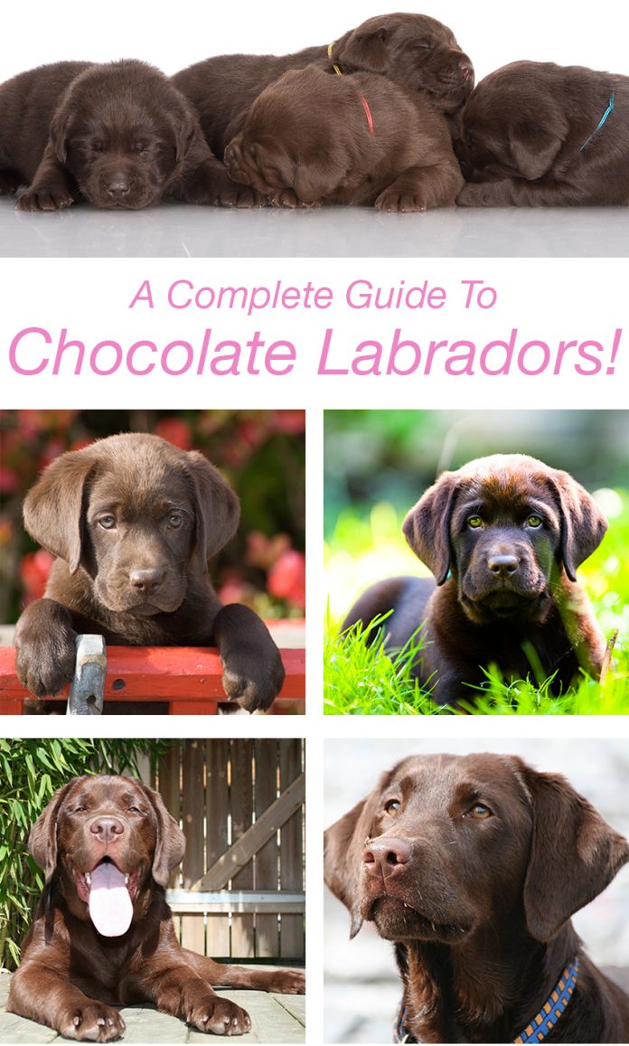 Chocolate Lab - Your Guide To The Chocolate Labrador Retriever
