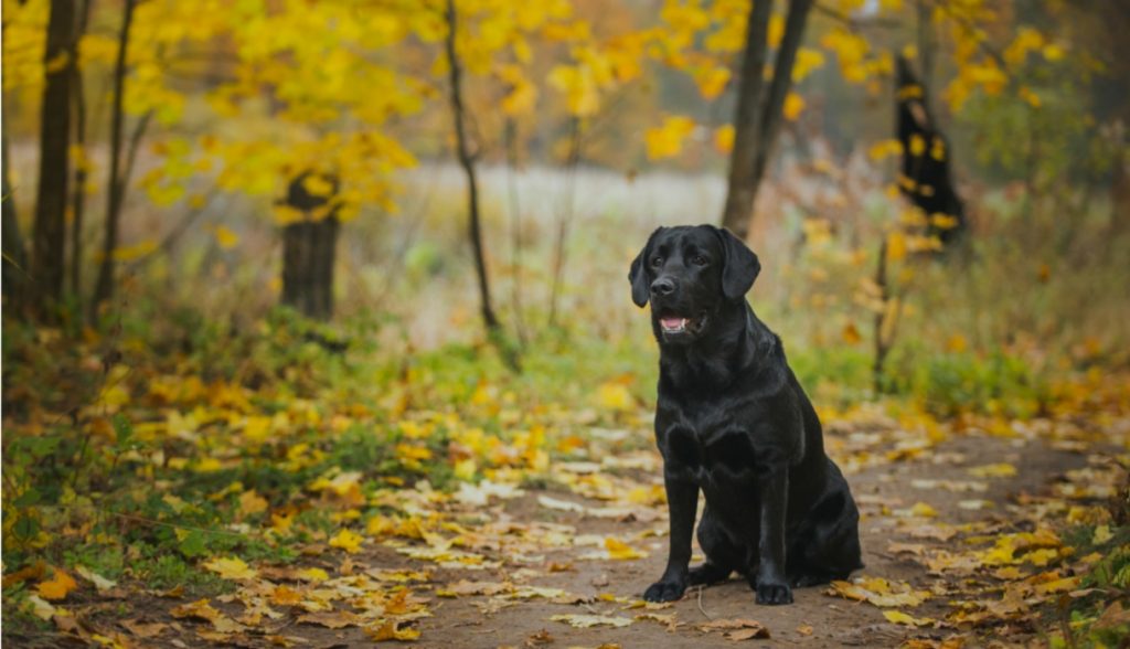 How to Train Your Lab to Sit - The Labrador Site