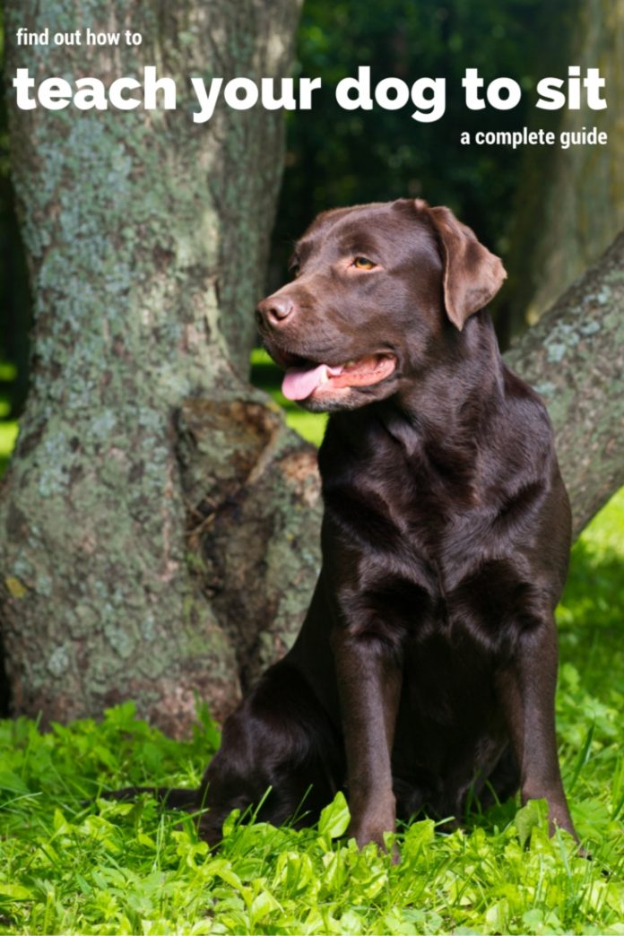How to Train Your Lab to Sit - The Labrador Site
