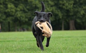 Dog Exercise: How To Exercise Your Labrador