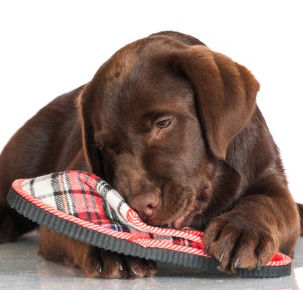 The Benefits of a Dog Crate