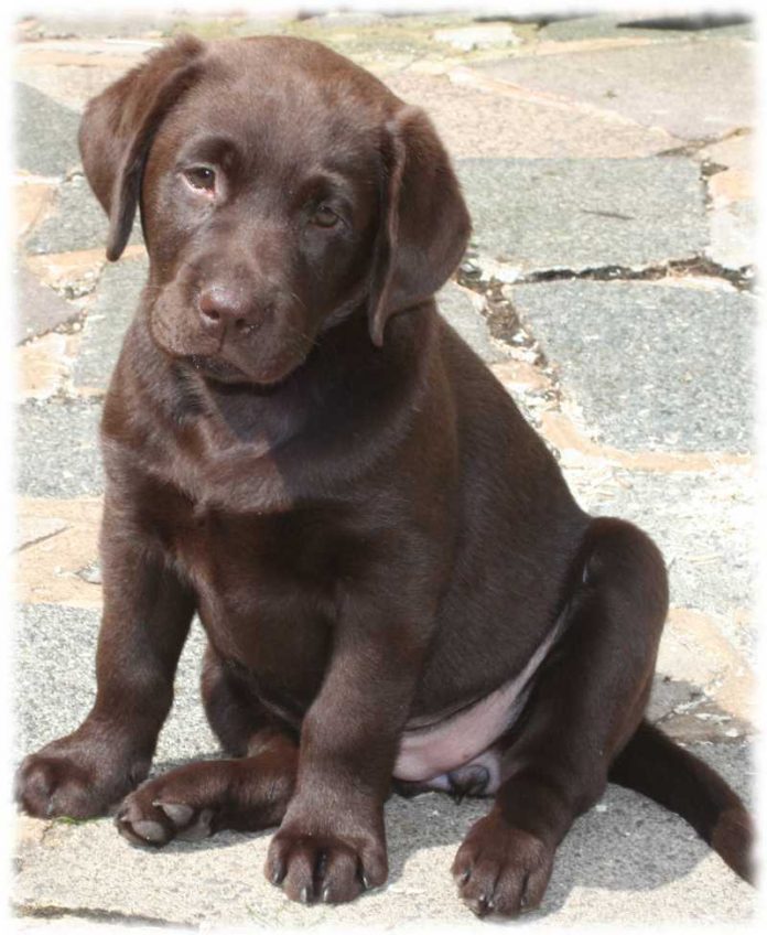 Labrador Puppies - A Complete Guide To Your Lab Puppy