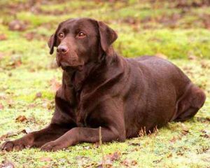 Arthritis in Dogs: A Guide to Labrador Arthritis and Arthritis in Other ...