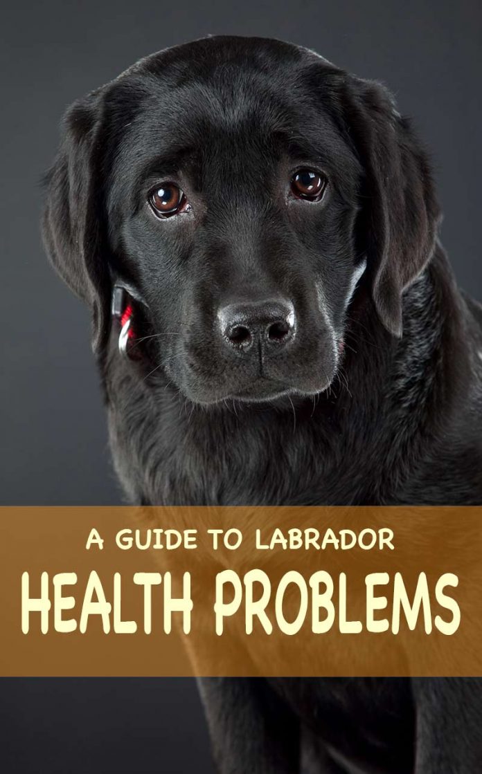 Labrador Health Problems - The Information You Need