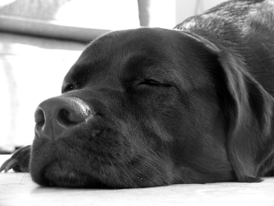 Dogs/Puppies gifs :) | Threadless