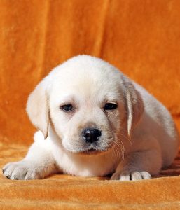 White Labradors - Discover The Beautiful White Lab