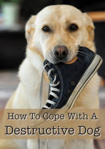 Destructive Labradors - How To Help Them To Stop Chewing Your Stuff