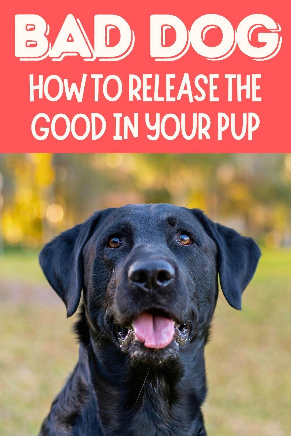 3 Reasons your Labrador is Disobedient