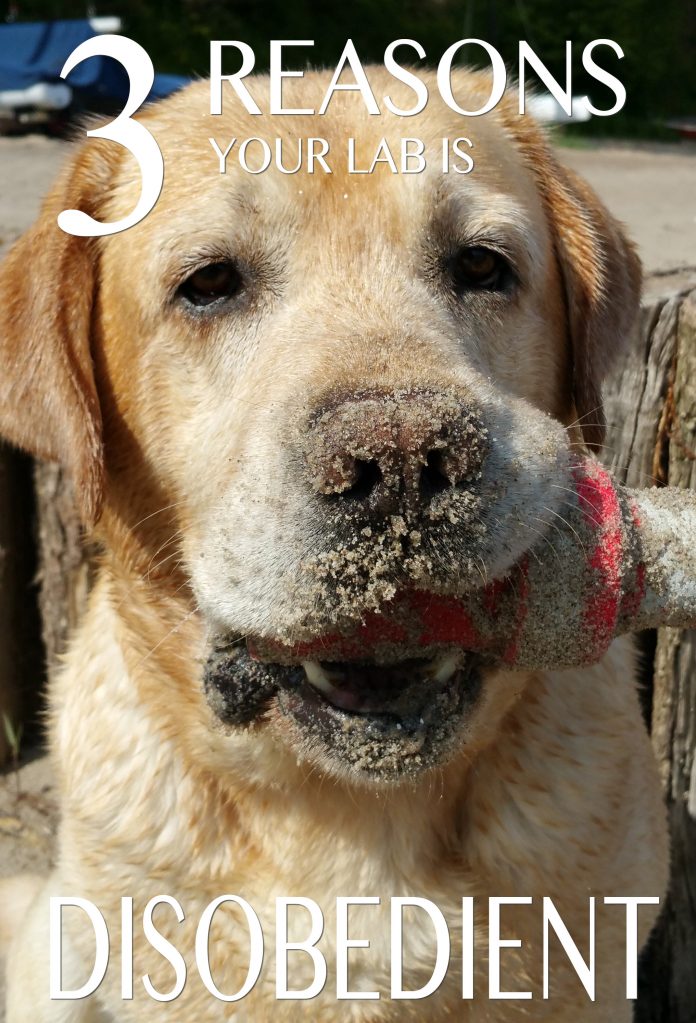 3 Reasons your Labrador is Disobedient