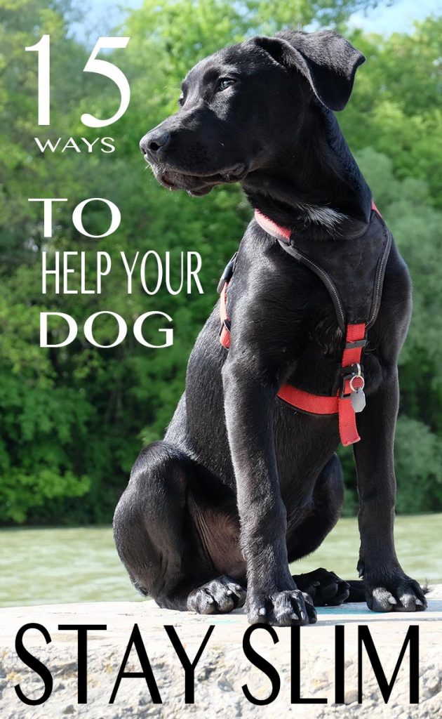 15 Ways to help your Labrador Stay Slim
