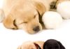 Black Lab - Your Guide To The Black Labrador Retriever - The Labrador Site