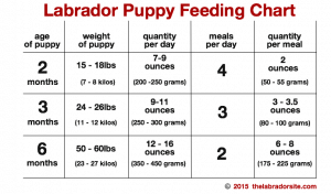 Feeding Your Labrador Puppy: How Much, Diet Charts And The Best Food