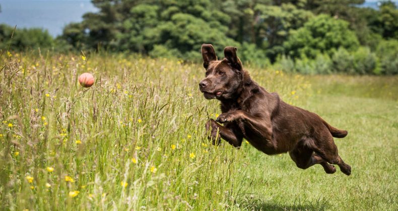 Dog Exercise: How To Exercise Your Labrador