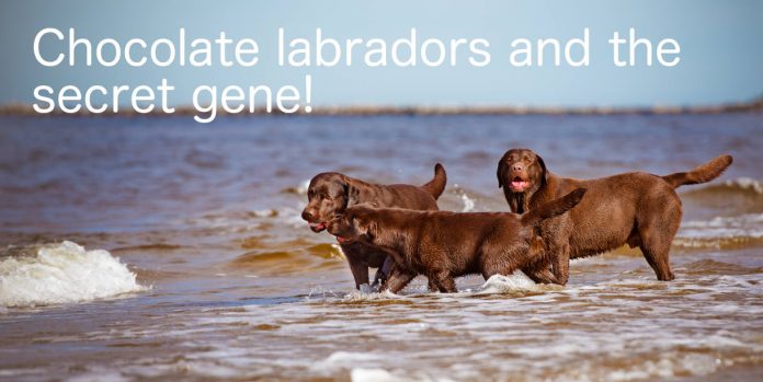 Chocolate Lab - Your Guide To The Chocolate Labrador Retriever
