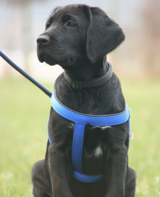 Lab Puppy Harness Benefits