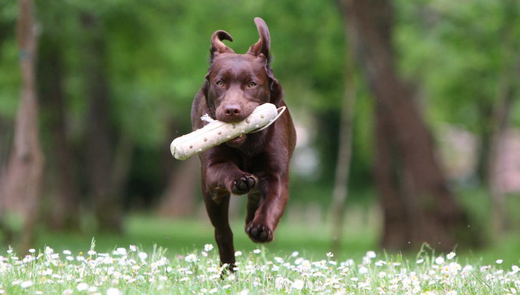 Chocolate Lab - Your Guide To The Chocolate Labrador Retriever