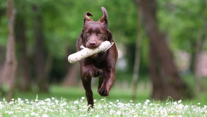 Chocolate Lab - Your Guide To The Chocolate Labrador Retriever