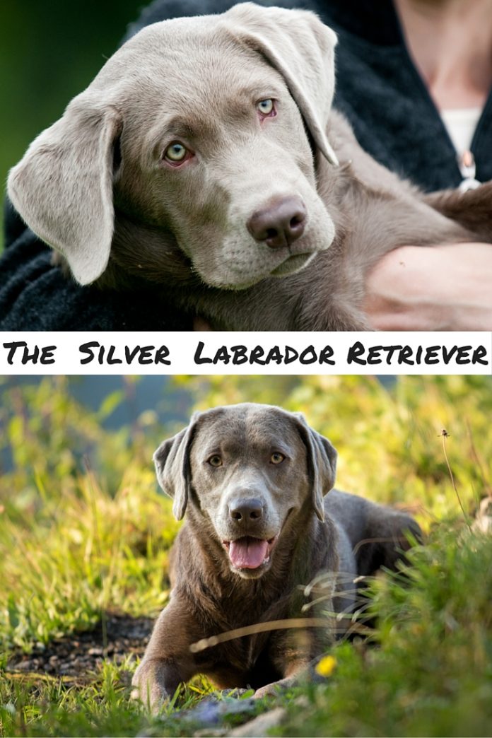 Silver Lab - The Facts About Silver Labrador Retrievers