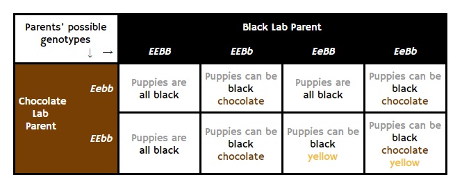 Labrador Colors - The Secrets of Labrador Color Inheritance