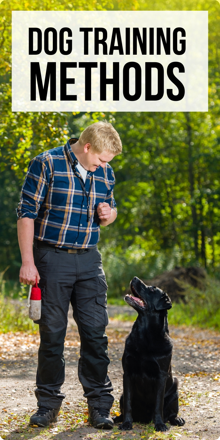 Dog Training Methods: Choosing How to Train Your Lab