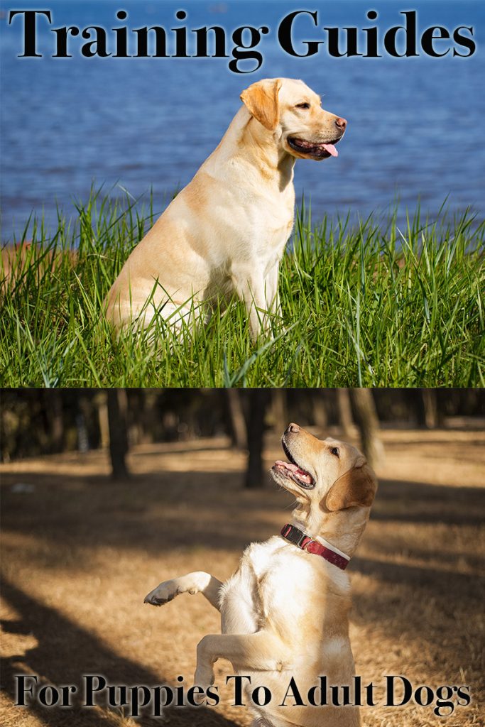 Dog and Puppy Training Guides - The Labrador Site