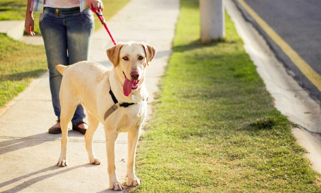 How to Stop Your Labrador Pulling on the Lead