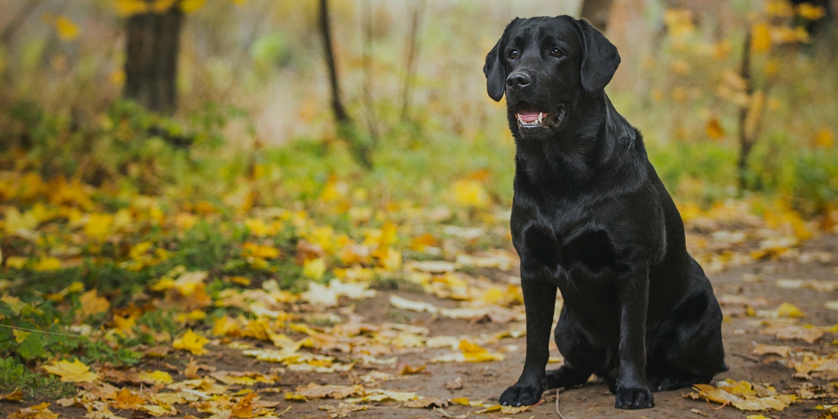 Labrador Names Hundreds Of Great Ideas To Help You Name Your Dog The