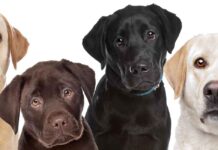 Silver Lab - The Facts About Silver Labrador Retrievers