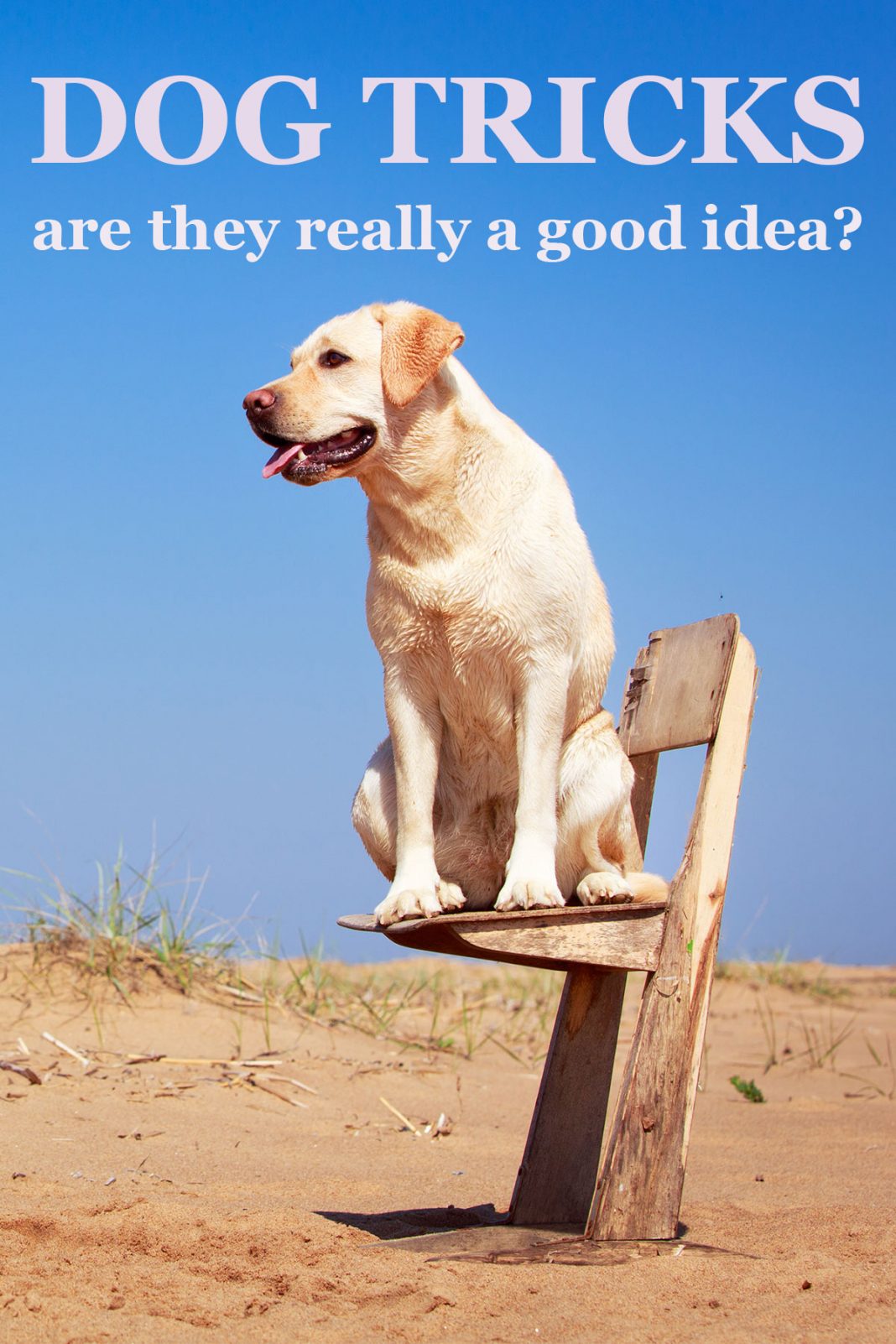 Labrador Tricks - Fun Things To Teach Your Labrador Retriever