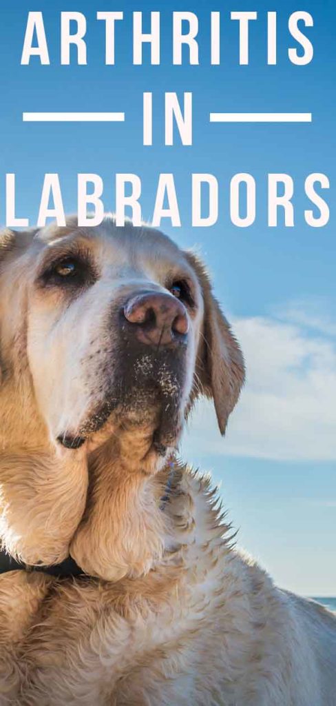 Arthritis in Dogs: A Guide to Labrador Arthritis and Arthritis in Other ...