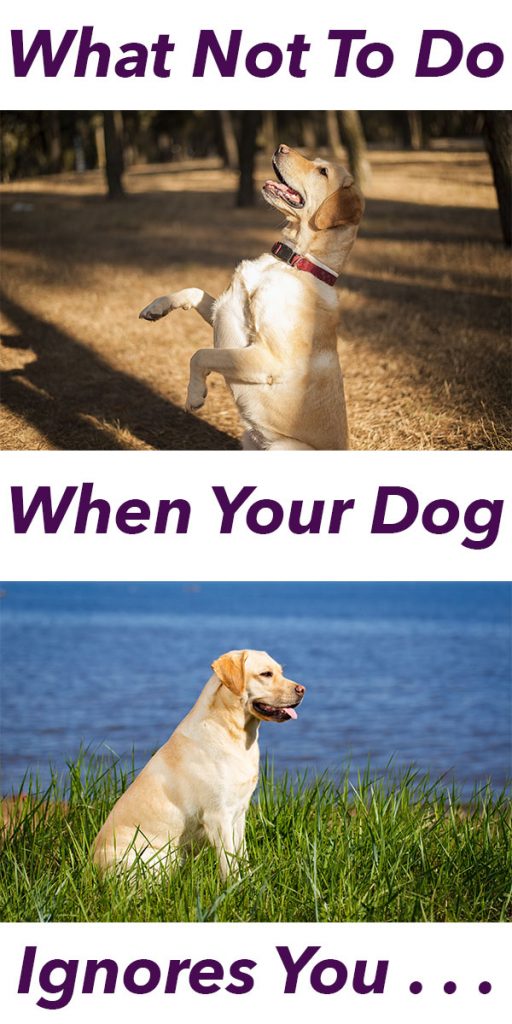 How To Correct A Dog That Ignores The Recall - Top Tips
