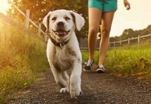 Labrador Retriever Life Span - How Long Do Labradors Live?