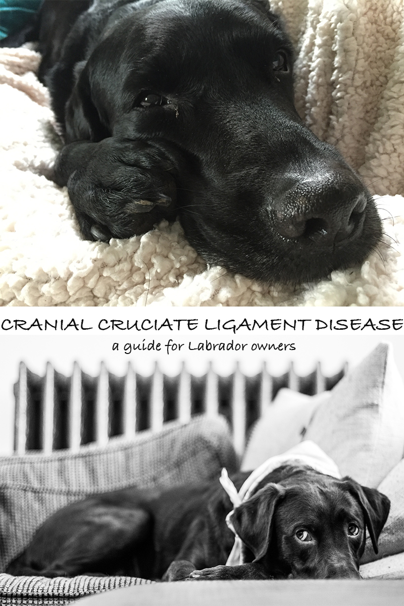How Do You Know If Your Dog Need Crcl Surgery