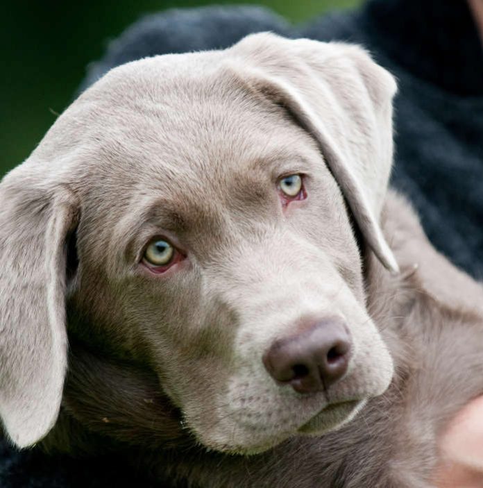 Different Types Of Labrador - Which Is Right For You?