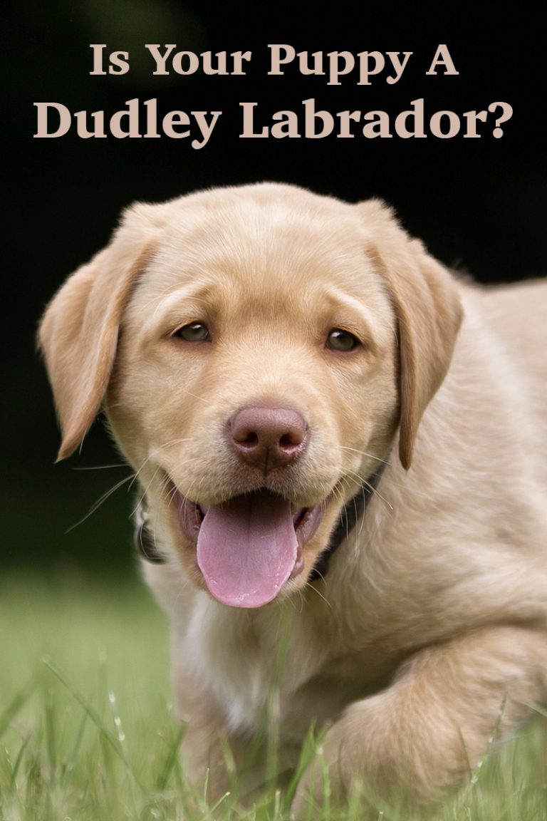 Dudley Lab - What Makes The Dudley Labrador So Special