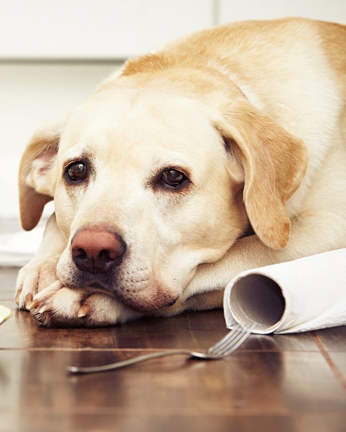 Dudley Lab - What Makes The Dudley Labrador So Special