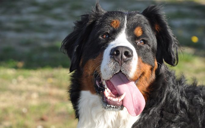 Lab Mix: Labrador Cross Breeds - The Labrador Site