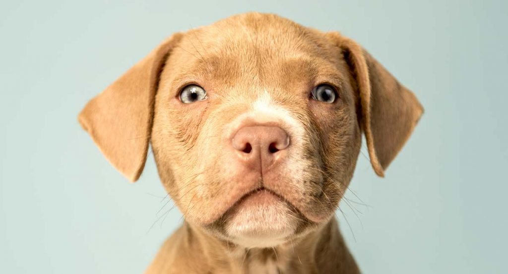 Lab Terrier Mix - What To Expect From This Diverse Cross