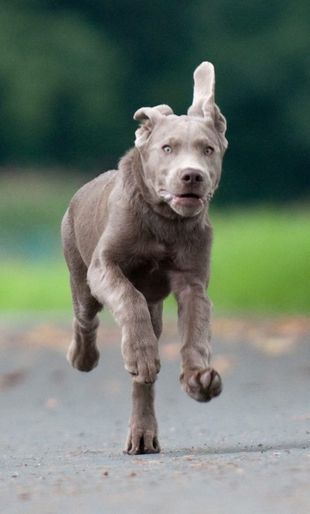 Silver Lab - The Facts About Silver Labrador Retrievers