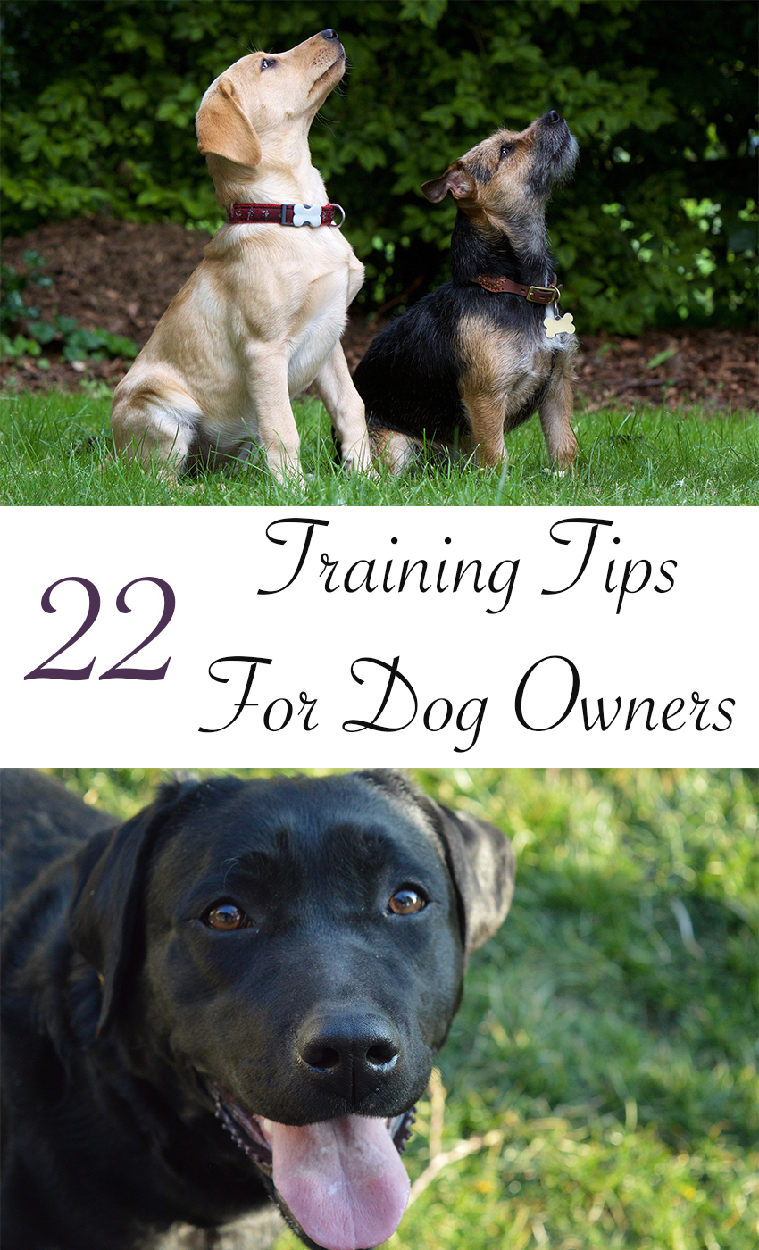 Dog Training Tips 22 Great Ideas To Help You Train Your Lab Dog Training Tips 22 Great Ideas To Help You Train Your Lab