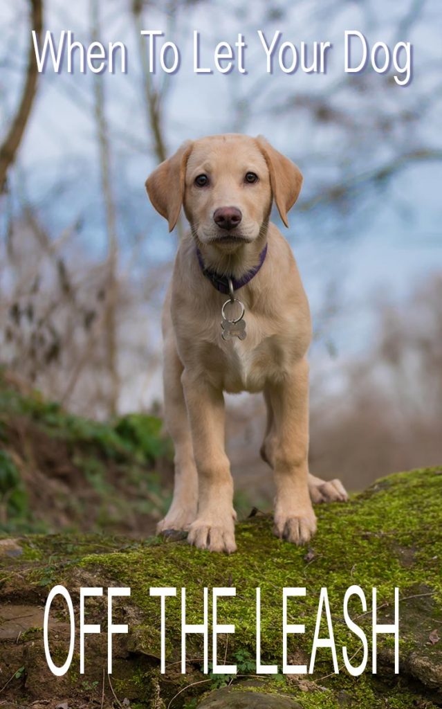 Off The Leash - How And When To Let Your Dog Run Free