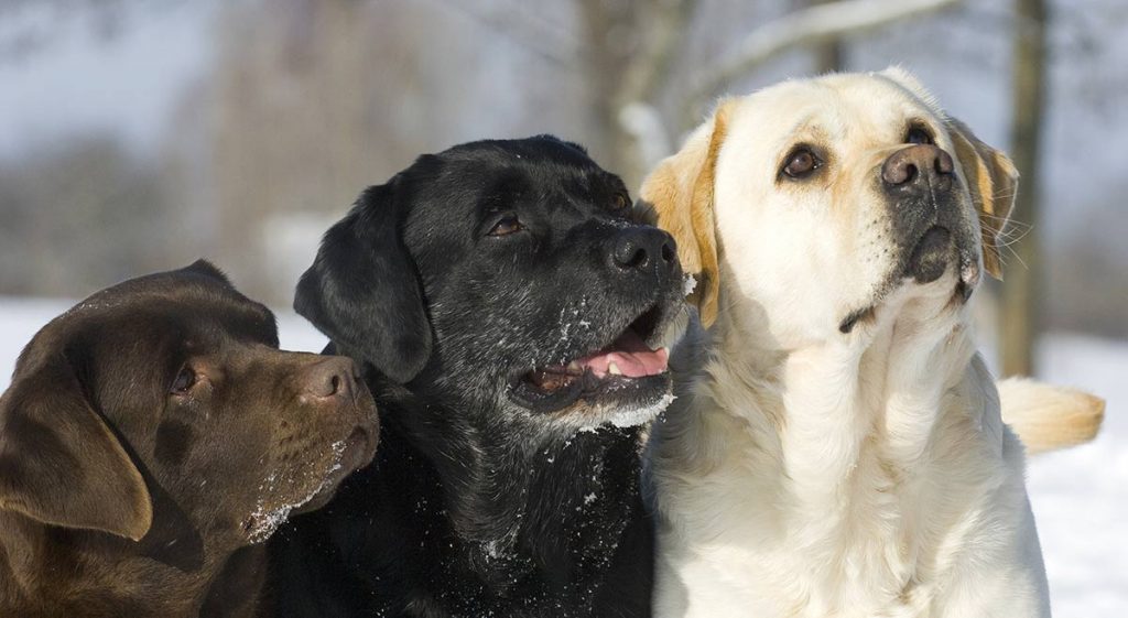 English Lab - Your Guide To The English Labrador Retriever