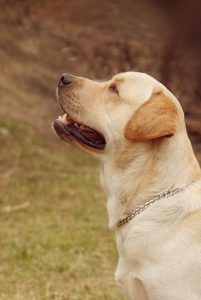 English Lab - Your Guide To The English Labrador Retriever