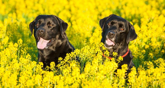 English Lab - Your Guide To The English Labrador Retriever