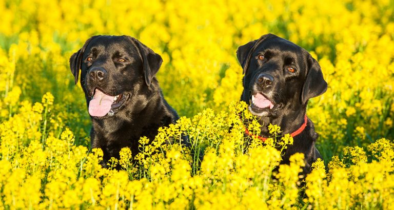 English Lab - Your Guide To The English Labrador Retriever
