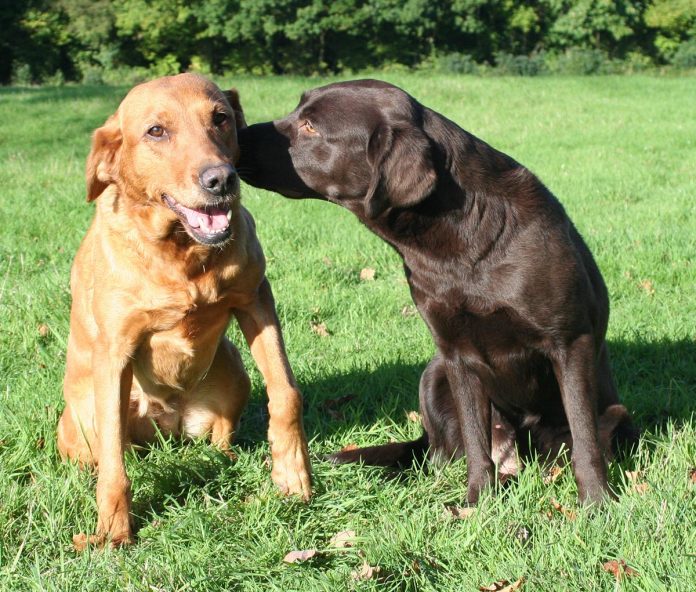 English Lab - Your Guide To The English Labrador Retriever