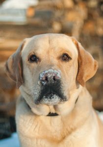 Different Types Of Labrador - Which Is Right For You?